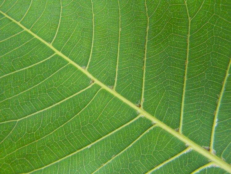 D source Design Gallery On Lines In Nature Lines In Nature D source 