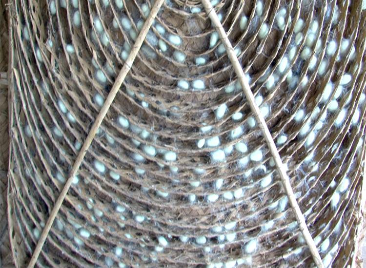 D'source Cocoon Harvest | Cocoon Formation | D'Source Digital Online ...